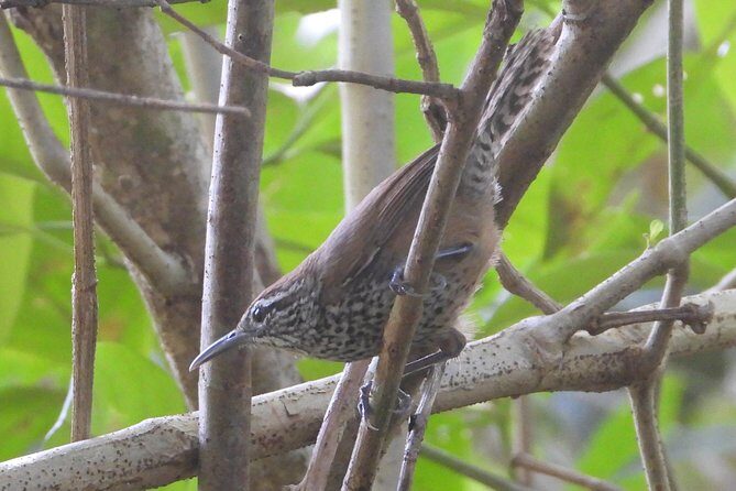 Birds of the Mayan World 3 - The Practical Aspects: Price, Duration, and Logistics