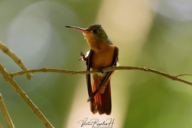 Birdwatching at The Mayan Cities with certified guide - The value of expert guidance
