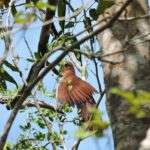 Birdwatching Cancun - What to Expect from the Tour