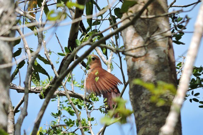 Birdwatching Cancun - What to Expect from the Tour