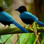 Birdwatching in Coba from Tulum - Shared Group Tour - Transportation and Group Size