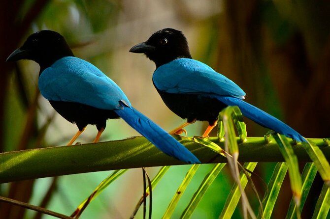 Birdwatching in Coba from Tulum - Shared Group Tour - Transportation and Group Size