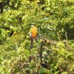 Birdwatching Playa del Carmen - What You’ll See and Learn