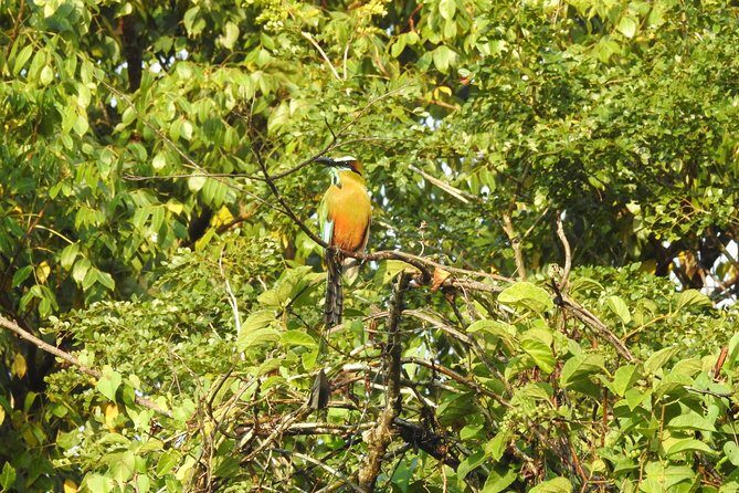 Birdwatching Playa del Carmen - What You’ll See and Learn