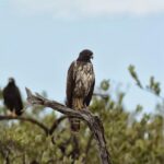 Birdwatching Sian Ka'an Biosphere Reserve - Final Thoughts: Is It Worth It?