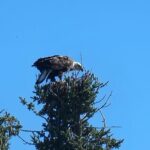 Bison Highway Road Tour - Who Should Consider This Tour?