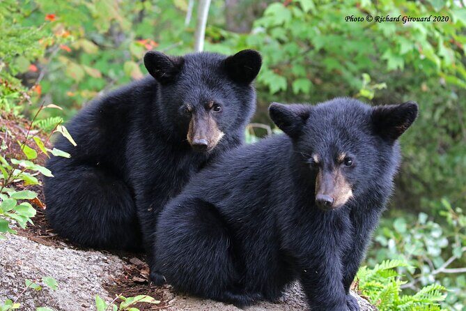 Black Bear viewing and walking at oudoor ctr's Canyon - Transportation, Group Size, and Timing