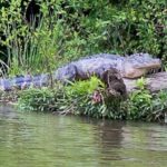 Black Water Adventure Cruise - What Makes This Tour Special?