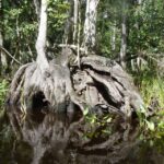 Blackwater Creek: Exclusive Nature Escape Kayak Adventure - FAQ