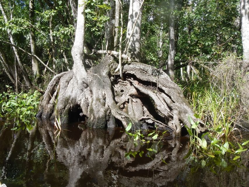 Blackwater Creek: Exclusive Nature Escape Kayak Adventure - FAQ