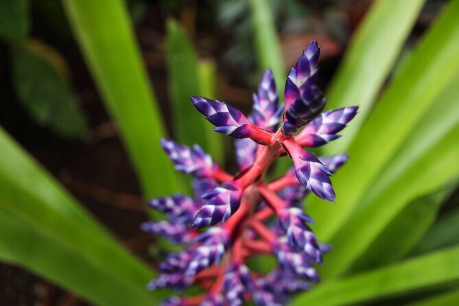 Bloedel Conservatory Admission Ticket - Why People Love It