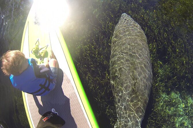 Blue Springs Kayak & Swim Wildlife Adventure - Final Thoughts