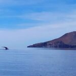 Blue Whale Watching Experience in Loreto - What to Expect from the Blue Whale Watching Tour