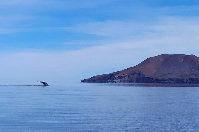 Blue Whale Watching Experience in Loreto - What to Expect from the Blue Whale Watching Tour