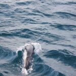 Boat Trip to See Marine Life in Puerto Escondido - The Itinerary in Detail