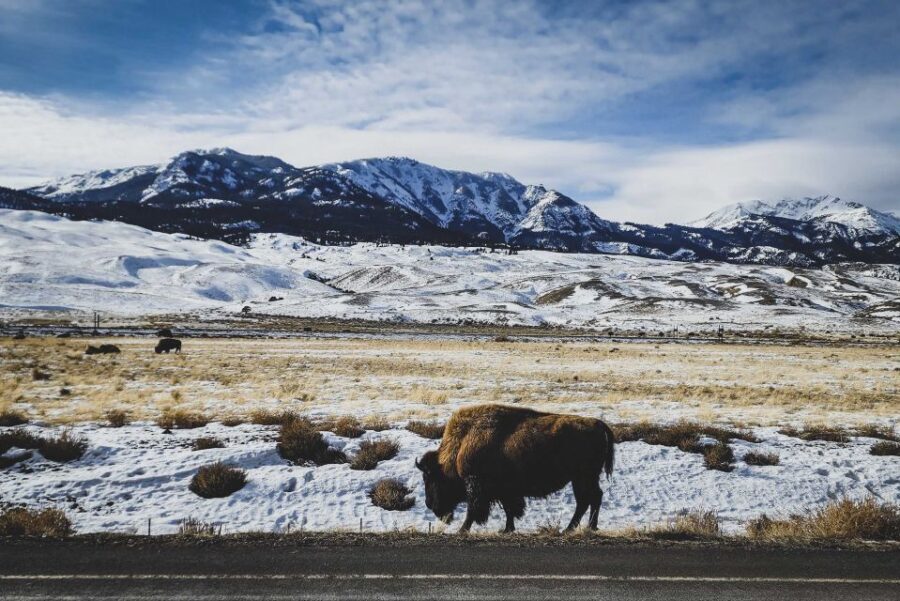 Bozeman: 6 Day Yellowstone Winter Wonderland Tour - An In-Depth Look at the Yellowstone Winter Tour