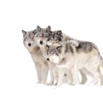 Bozeman: Yellowstone Wolves and Winter 4Day/3Night Adventure - What’s Included & What to Keep in Mind
