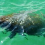 Bradenton: Anna Maria Island Guided Kayaking Manatee Tour - Real Experiences from Travelers
