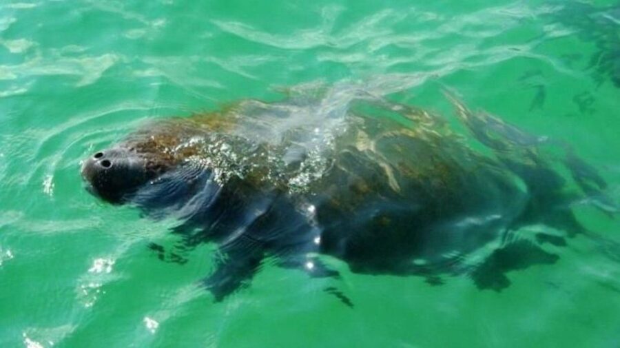 Bradenton: Anna Maria Island Guided Kayaking Manatee Tour - Real Experiences from Travelers