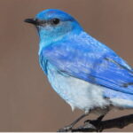 British Columbia: Bird Watching and Photography Tour - The Value of the Experience