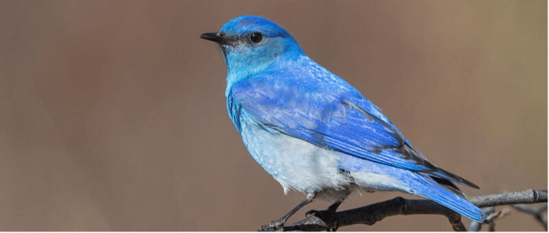British Columbia: Bird Watching and Photography Tour - The Value of the Experience