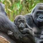 Bronx Zoo Admission Ticket - A Closer Look at the Itinerary and Key Exhibits
