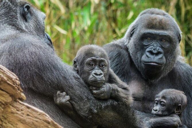 Bronx Zoo Admission Ticket - A Closer Look at the Itinerary and Key Exhibits