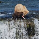 Brooks Falls Bear Viewing - Final Thoughts