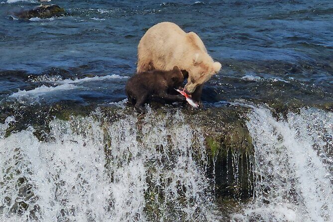 Brooks Falls Bear Viewing - Final Thoughts