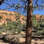 Bryce Canyon City: Horseback Riding Tour in Red Canyon - Practical Details and Considerations