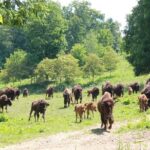 Buffalo Creek Ranch Tour Experience - The Practicalities: What Travelers Should Know