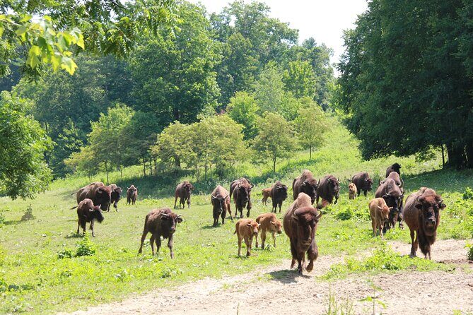 Buffalo Creek Ranch Tour Experience - The Practicalities: What Travelers Should Know