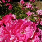 Butchart Gardens and City Private Tour - Who Will Love This Tour?