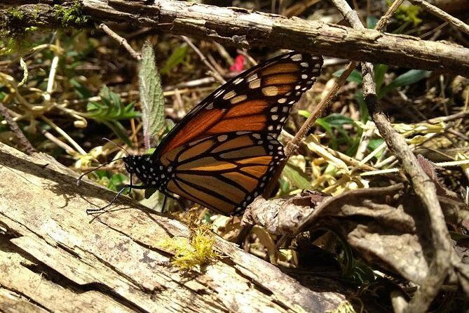 Butterfly Monarch Tour from Mexico City - Guided Walk and Learning