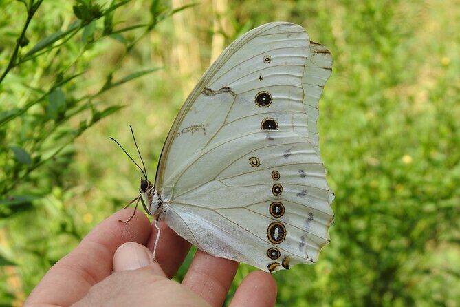 Butterfly Sanctuary Guided Tour in Puerto Vallarta - Why This Tour Will Appeal to You