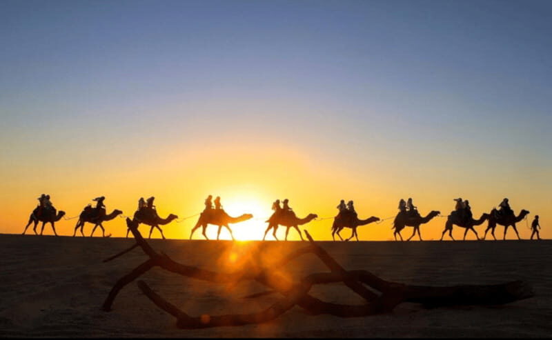 Cabo: Camel Safari Adventure with Tacos - The Bottom Line