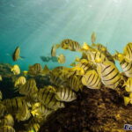 Cabo Ocean SAFARI - Who Would It Suit Best?