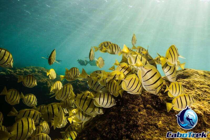 Cabo Ocean SAFARI - Who Would It Suit Best?