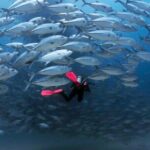 Cabo Pulmo Diving Adventure - The Practicalities and Why They Matter