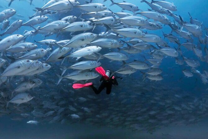 Cabo Pulmo Diving Adventure - The Practicalities and Why They Matter