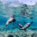 Cabo Pulmo Marine Park: Scuba Diving Excursion - What’s Included and What Costs Extra?