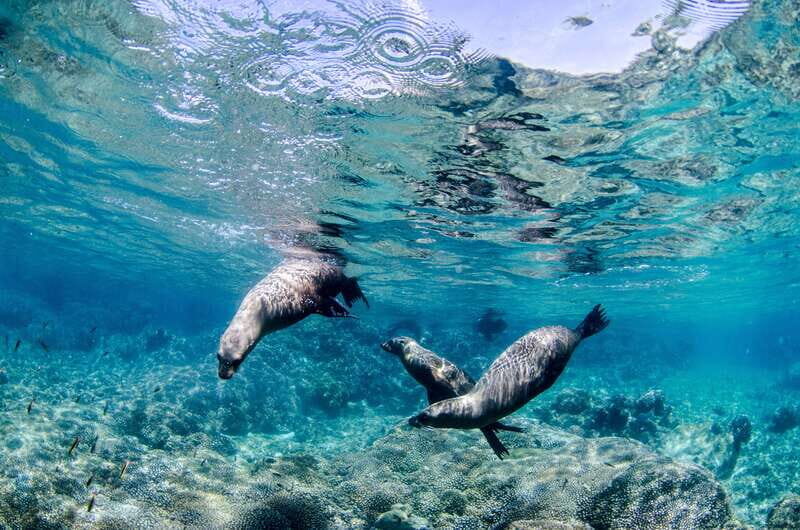 Cabo Pulmo Marine Park: Scuba Diving Excursion - What’s Included and What Costs Extra?