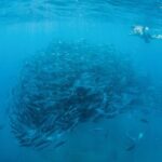 Cabo Pulmo National Park Snorkel Expedition from Cabo San Lucas - What’s Included and What’s Not