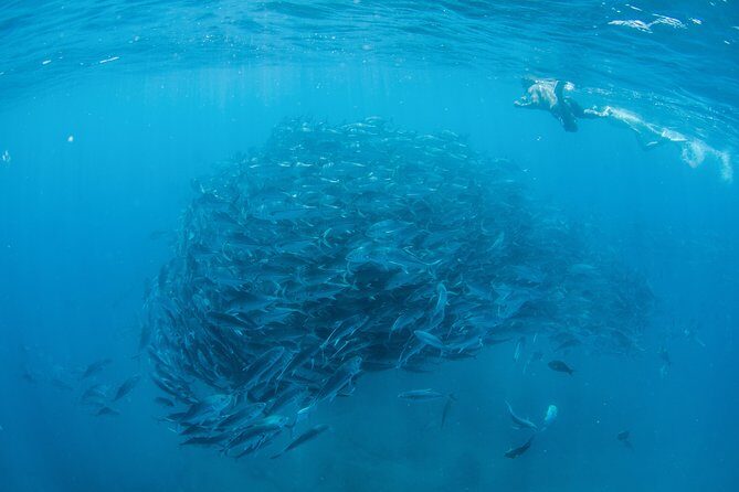 Cabo Pulmo National Park Snorkel Expedition from Cabo San Lucas - What’s Included and What’s Not