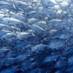 Cabo Pulmo Snorkeling - The Details of the Cabo Pulmo Snorkeling Tour