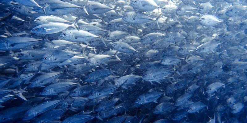 Cabo Pulmo Snorkeling - The Details of the Cabo Pulmo Snorkeling Tour