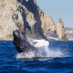 Cabo San Lucas: 2.5-Hour Whale Watching Tour - The Itinerary: What to Expect