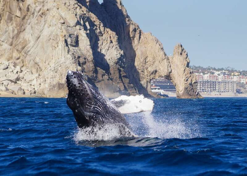 Cabo San Lucas: 2.5-Hour Whale Watching Tour - The Itinerary: What to Expect