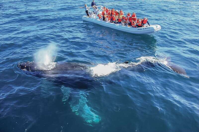 Cabo San Lucas: 2-Hour Whale Watching Adventure - What the Reviews Tell Us