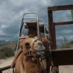 Cabo San Lucas: Amazing Camel Adventure on the Beach - Why This Tour Offers Good Value